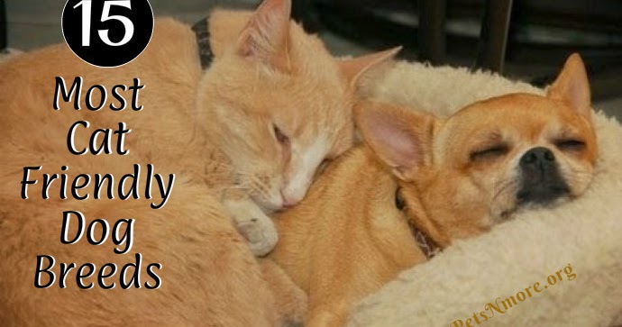 Pets N More: 15 Most Cat Friendly Dog Breeds