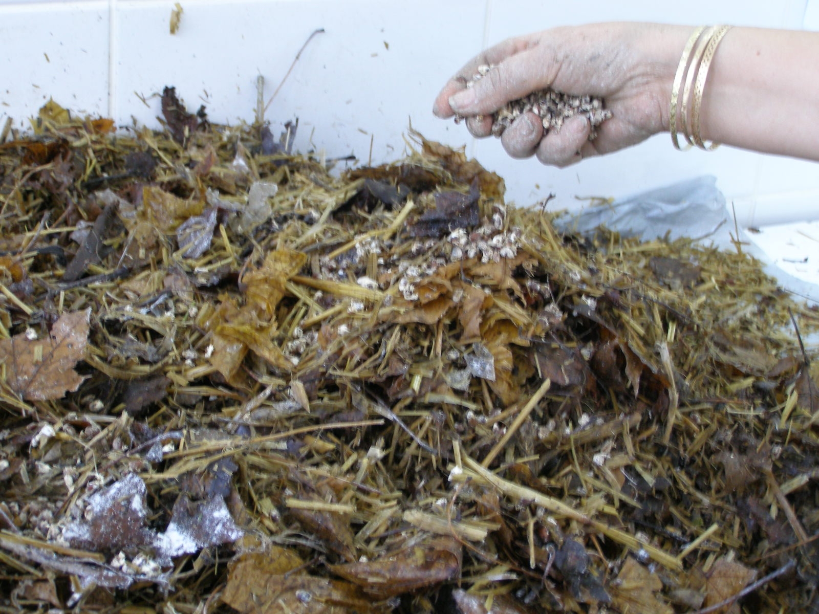 Totul despre ciuperci cu Dr. Ing. Ioana Tudor: MICELIU in litri si kg