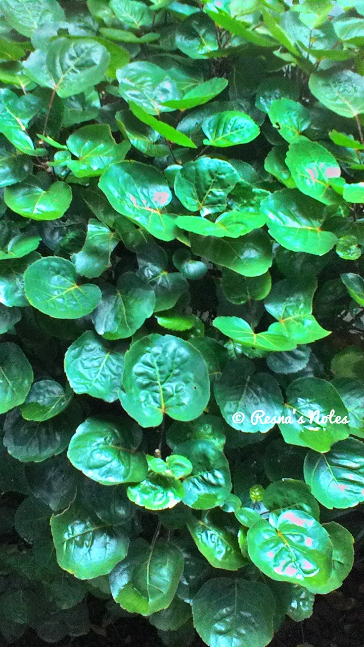 Resna Notes: TANAMAN PAGAR YANG BISA DIJADIKAN LALAPAN MATANG