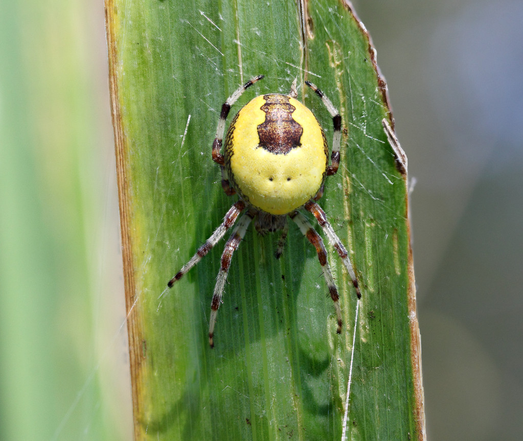 Nature photography with magnification: Time for spiders