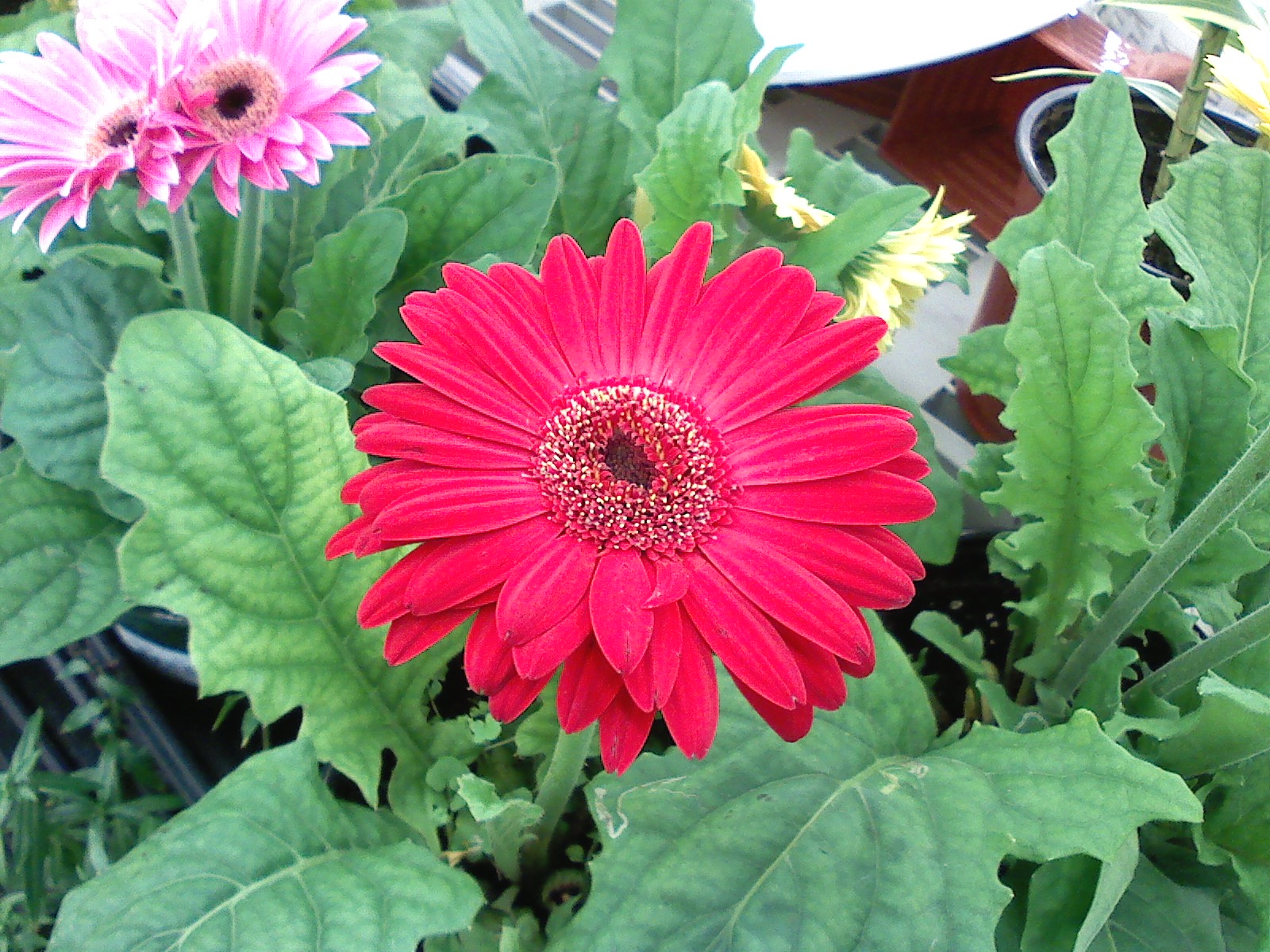 Fotos De Flores Tipicas De Puerto Rico