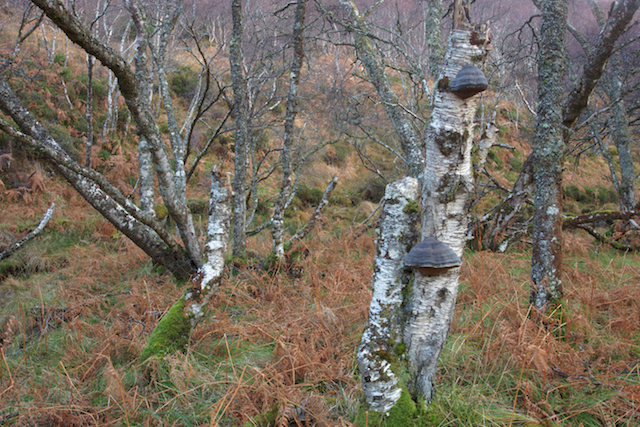 8th Colour Landscape Photography: The Ardvar Woodland SAC