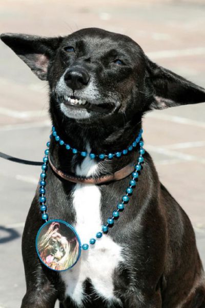Funny Cool Pictures: Freaky Fido's Smiling