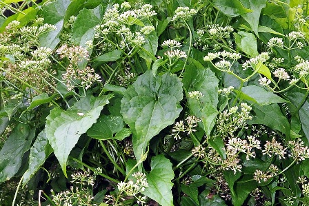 Generasi Muda Pertanian: Hama Perkebunan "Alang-alang, Asystasia ...