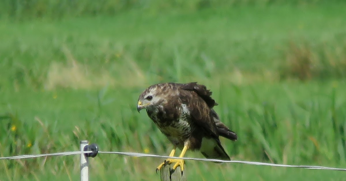 God is in de stilte: Nieuwsgierige jonge buizerd