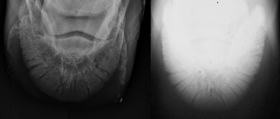 The Perfect Hoof: X-rays beyond Balance