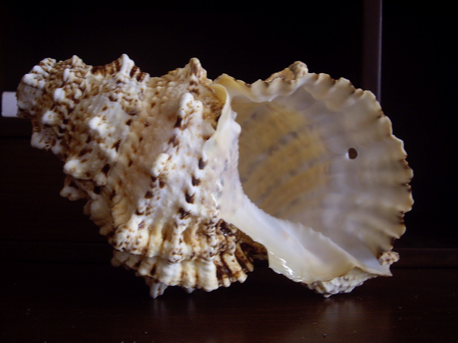 MUSICAL GÁLDAR: Bucio