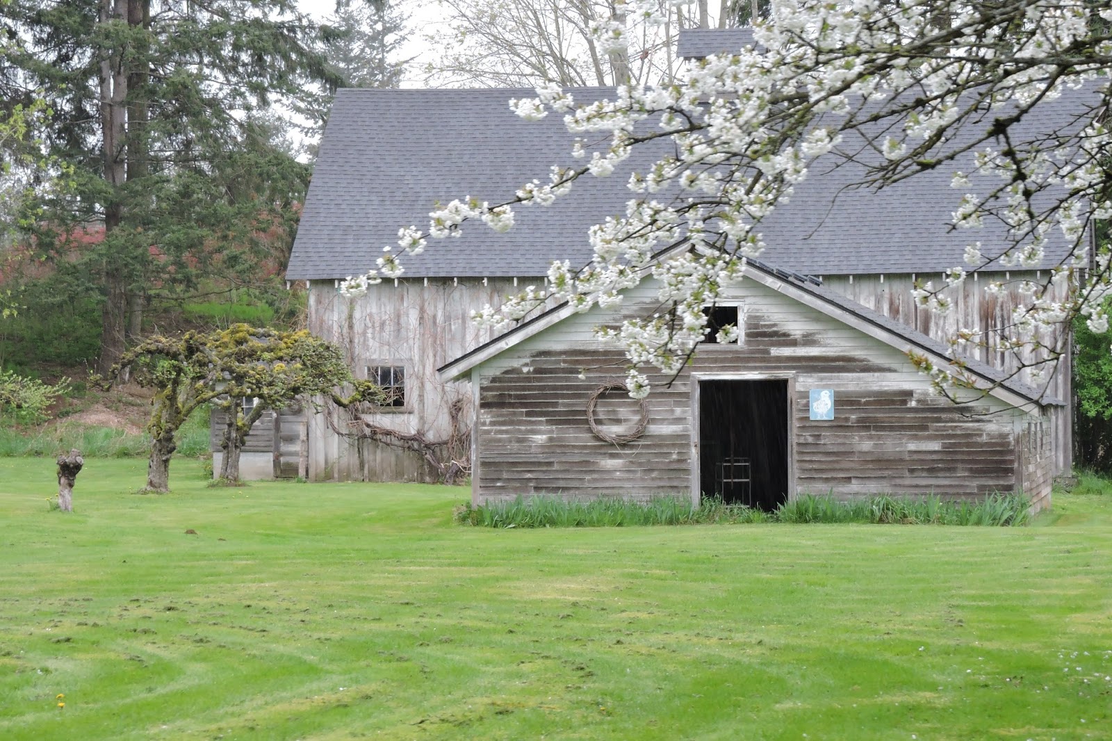 Scene Through My Eyes: Barns and Apple Trees