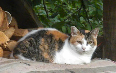 Keppers' Pottery & Produce: In Memoriam Hazel the Cat