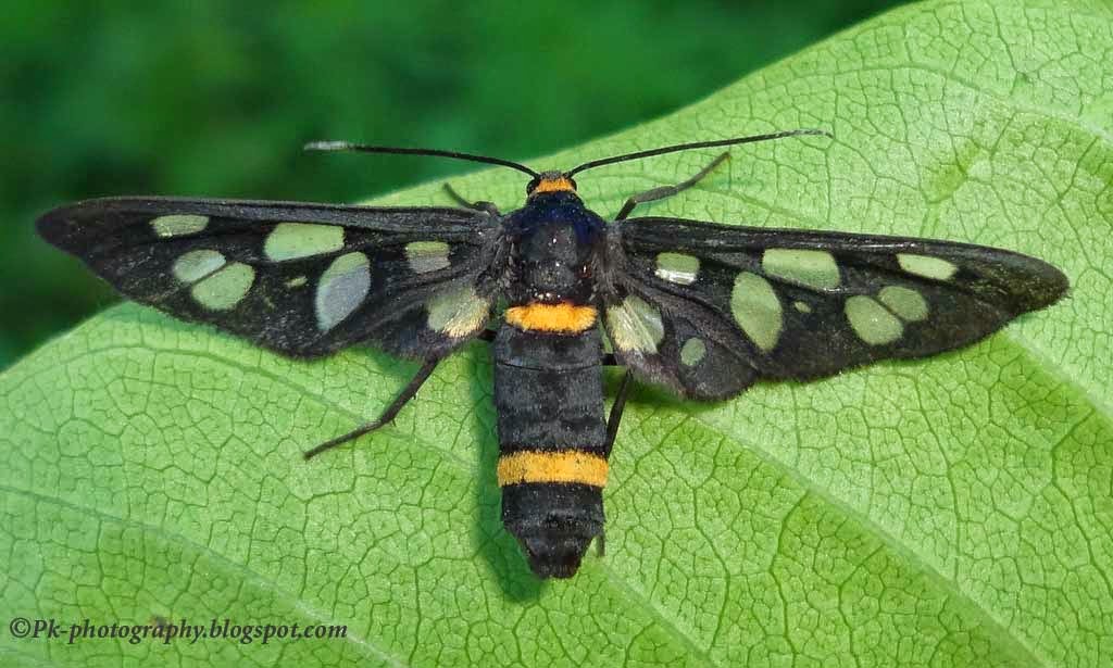 Nine-spotted Moth-Amata phegea | Nature, Cultural, and Travel ...