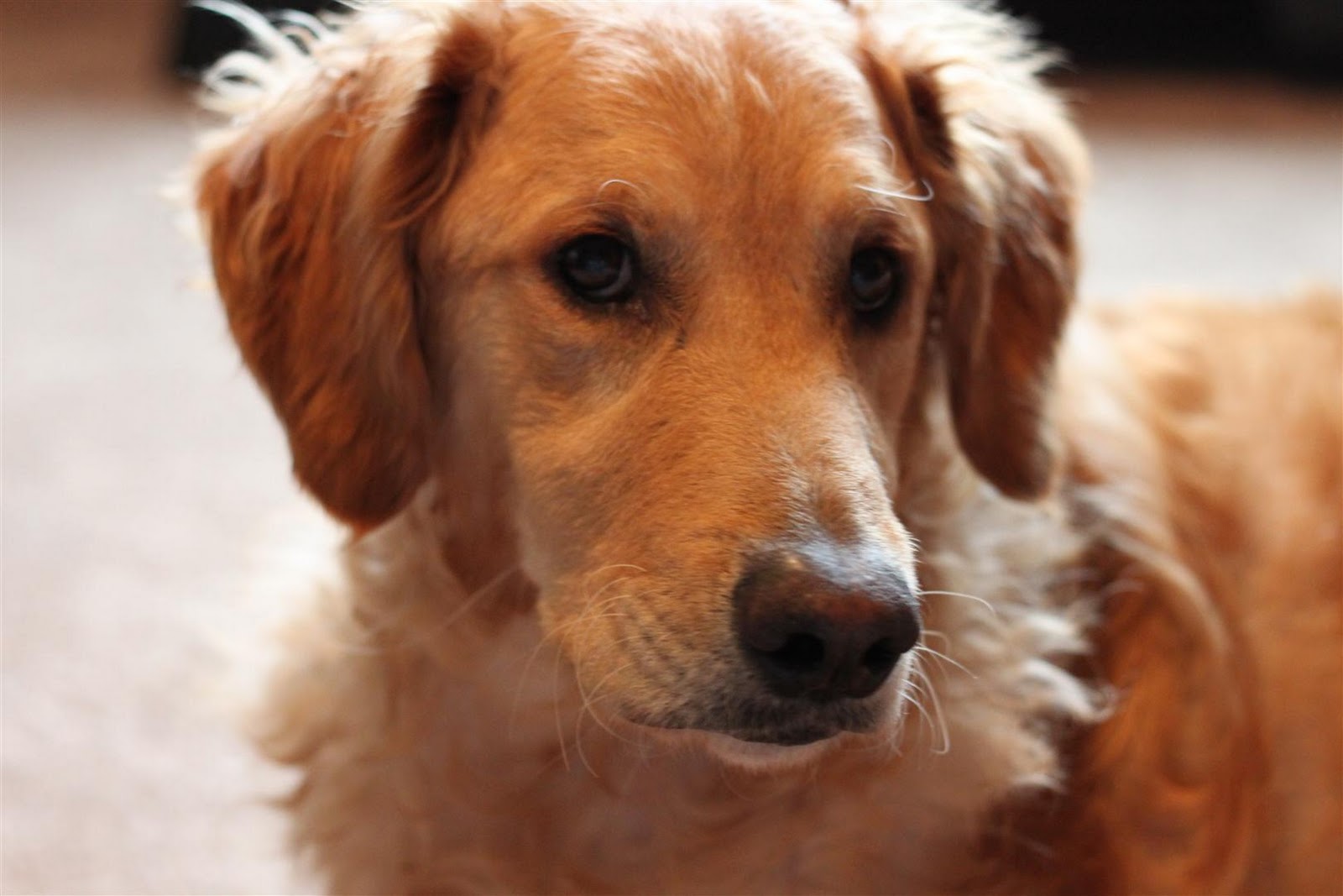 645 workshop by the crafty cpa: me: puppy photo shoot