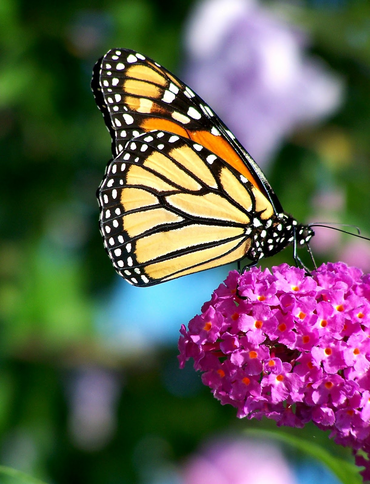 Garden Therapy: Beautiful Butterflies