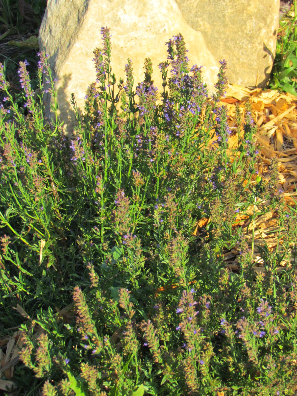 Wild Garden Goddess: A Short Little Ditty About Blue Hyssop