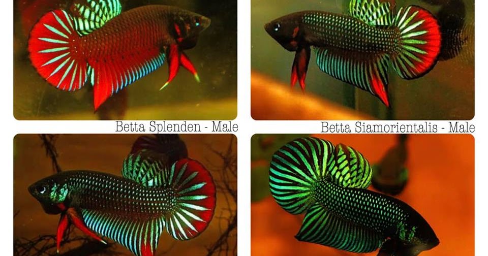 Berita TV Malaysia: Betta Splendens complex of Thailand