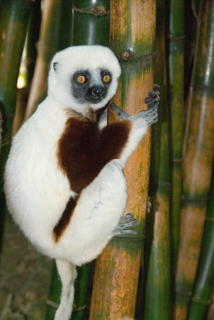 O Livro da Natureza: Lemures