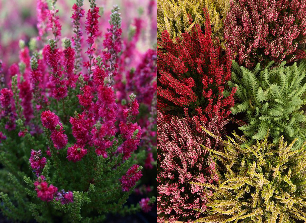 7 kwiatów: Jesienne kwiaty doniczkowe