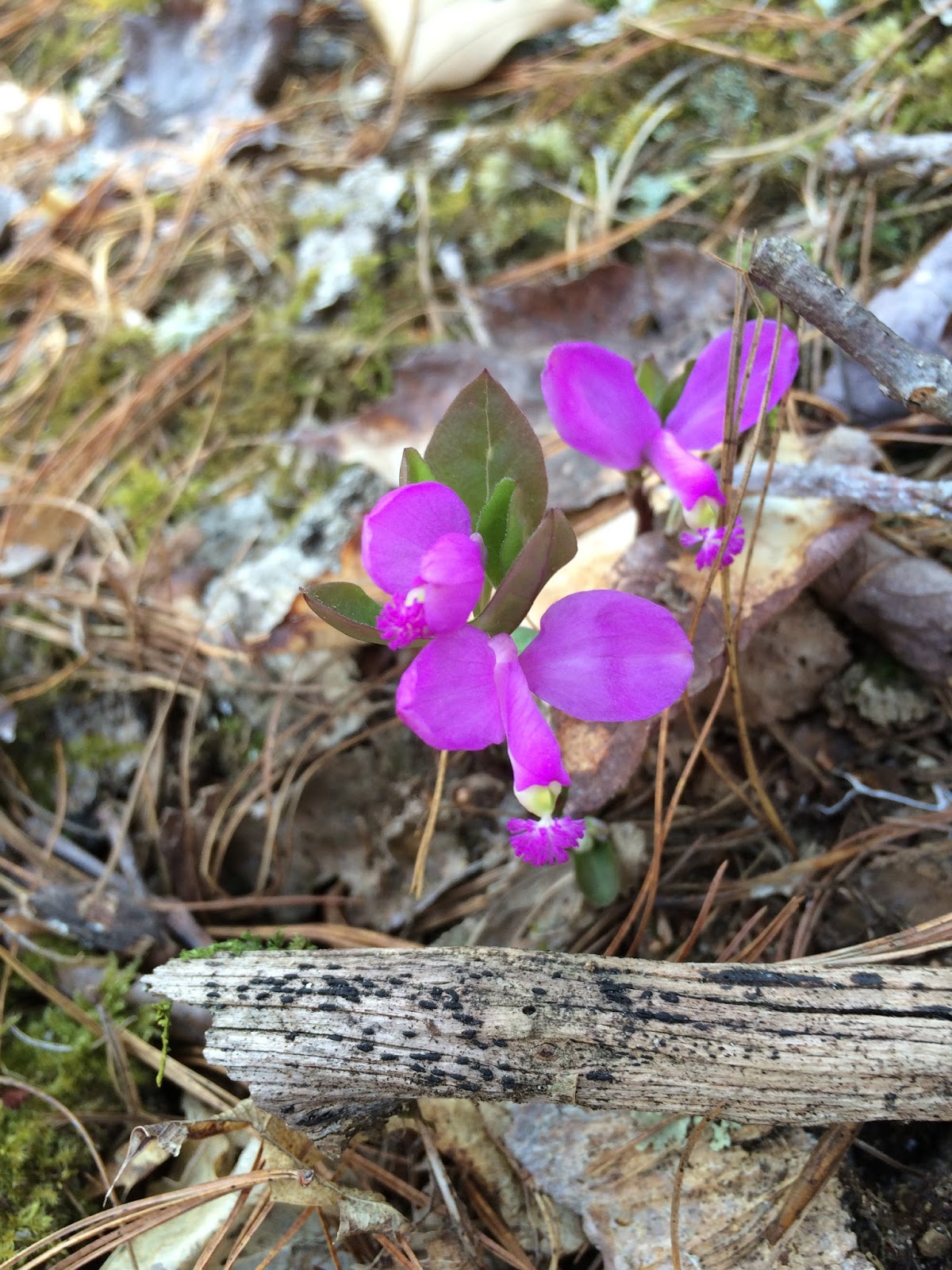 West Virginia Native Wildflowers-The Big Year, 2013: West Virginia ...