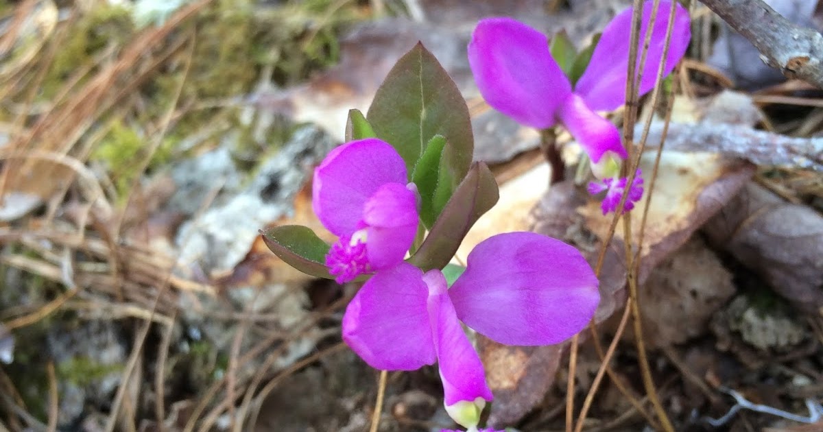 West Virginia Native Wildflowers-The Big Year, 2013: West Virginia ...
