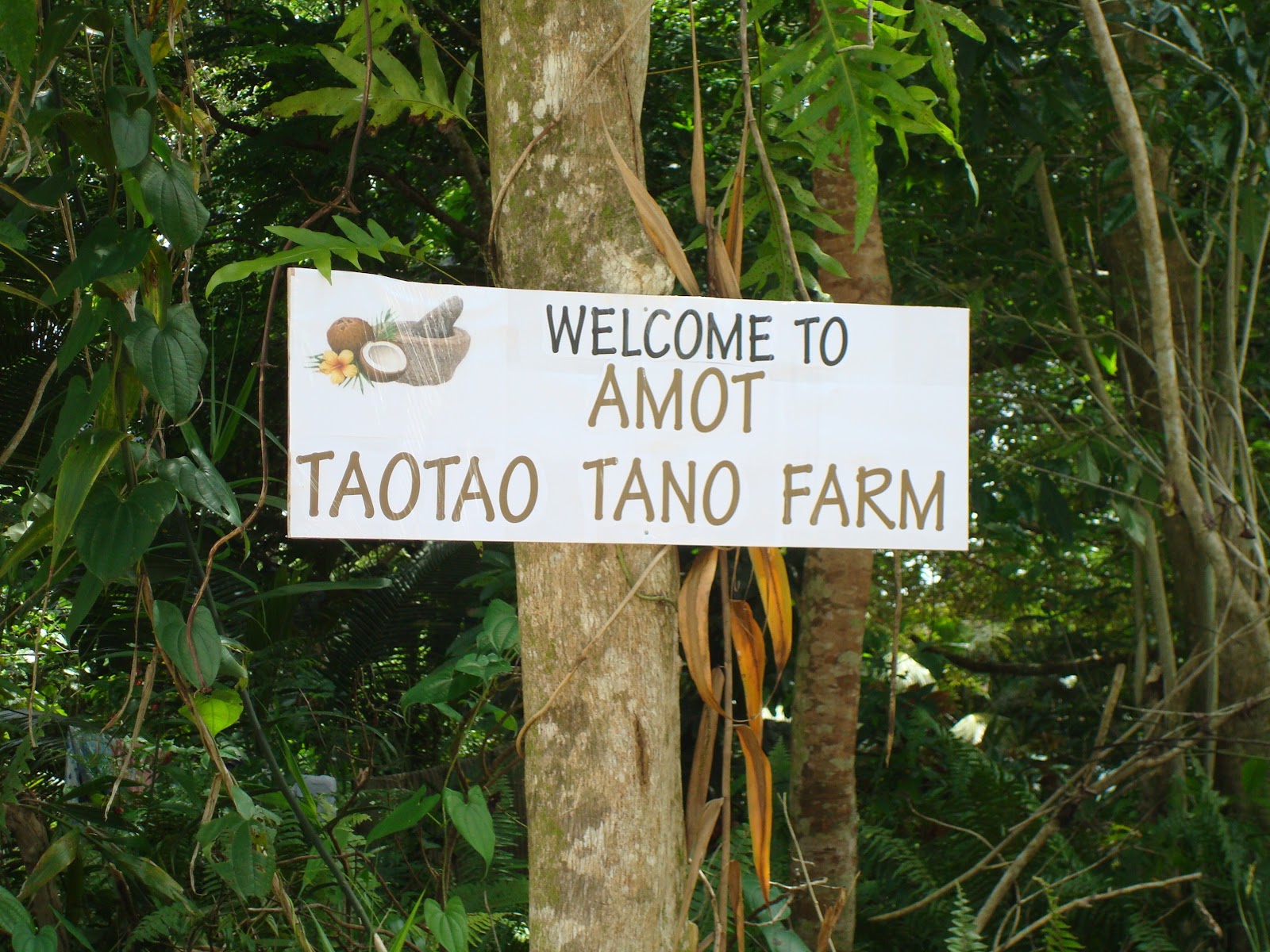 paleric: MORE ON CHAMORRO MEDICINE