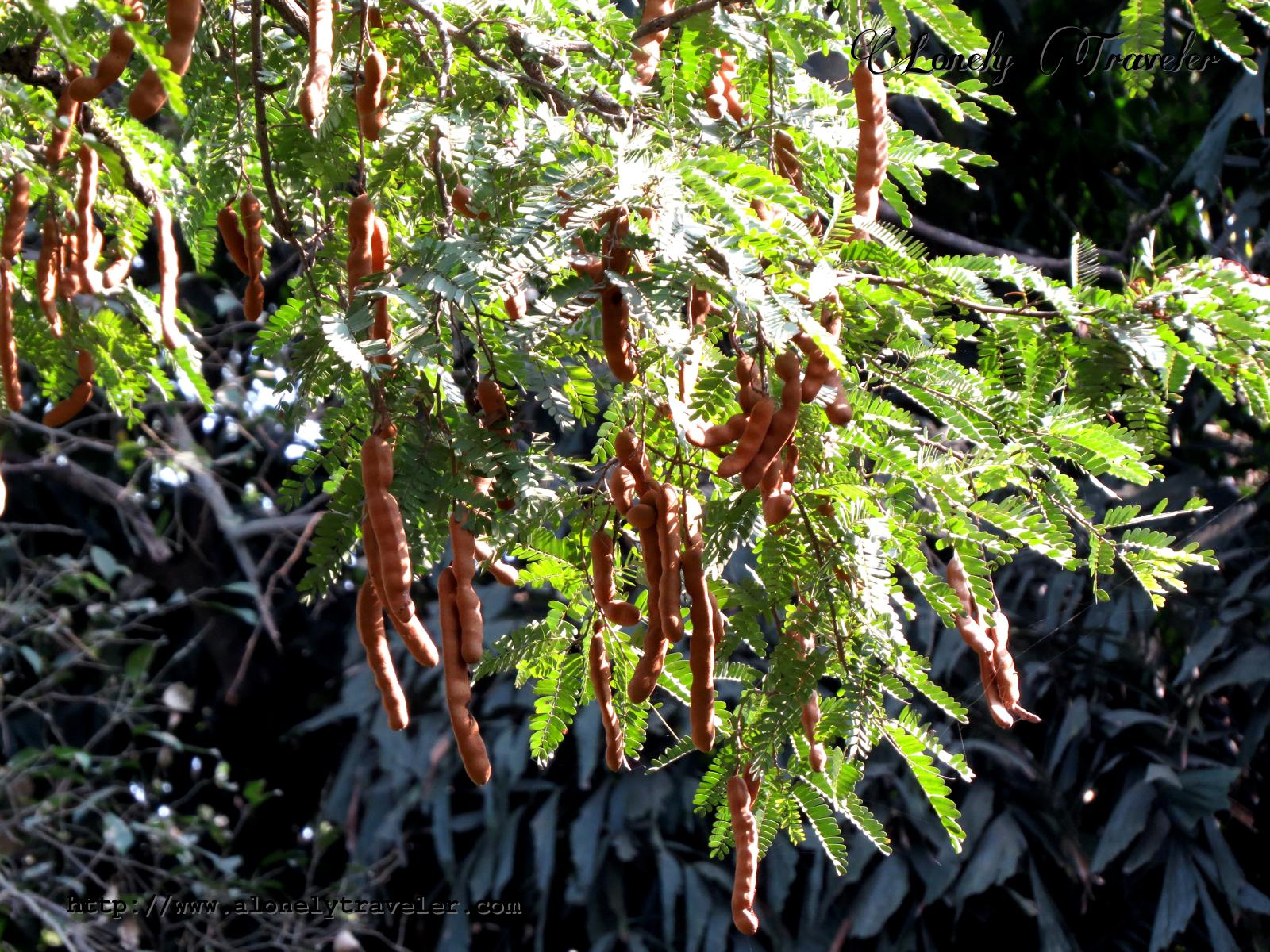 Tamarind flower - Tamarindus indica