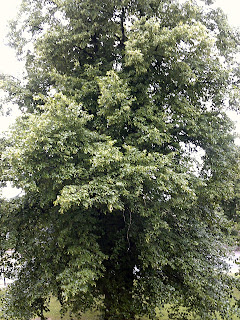 "Through the unknown, unremembered gate...": The Midsummer Tree