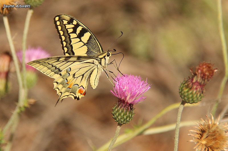 Birding Catalunya: Cavalls del Vent ornitològica
