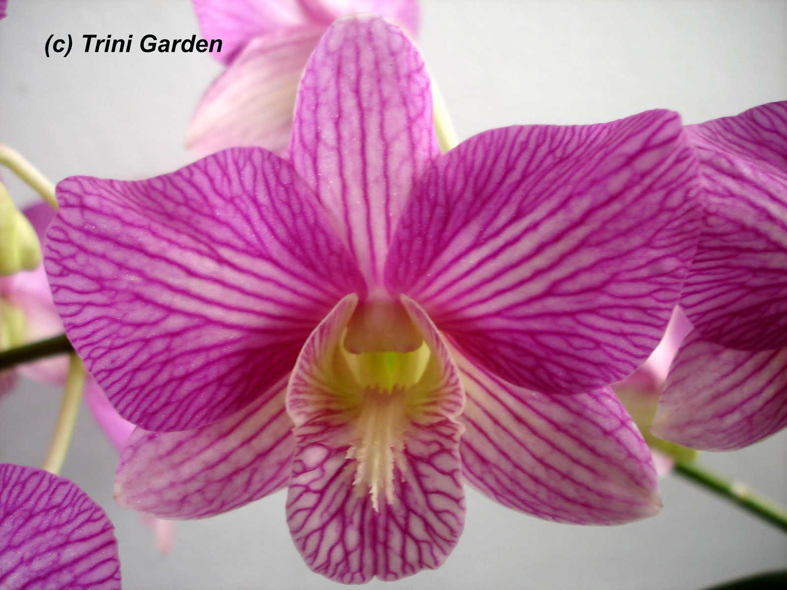 Trini Garden: Dendrobium Aridang Green x Burana Stripe