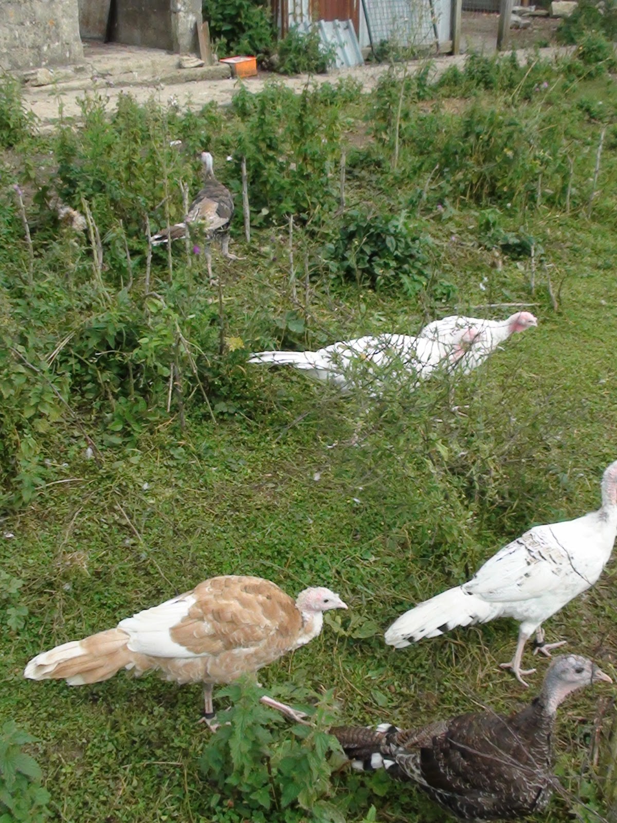 Adventures in Smallholding: Heritage turkey poults for sale