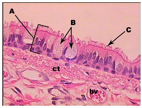 Teixit epitelial del cos huma - El dietario de Cristina