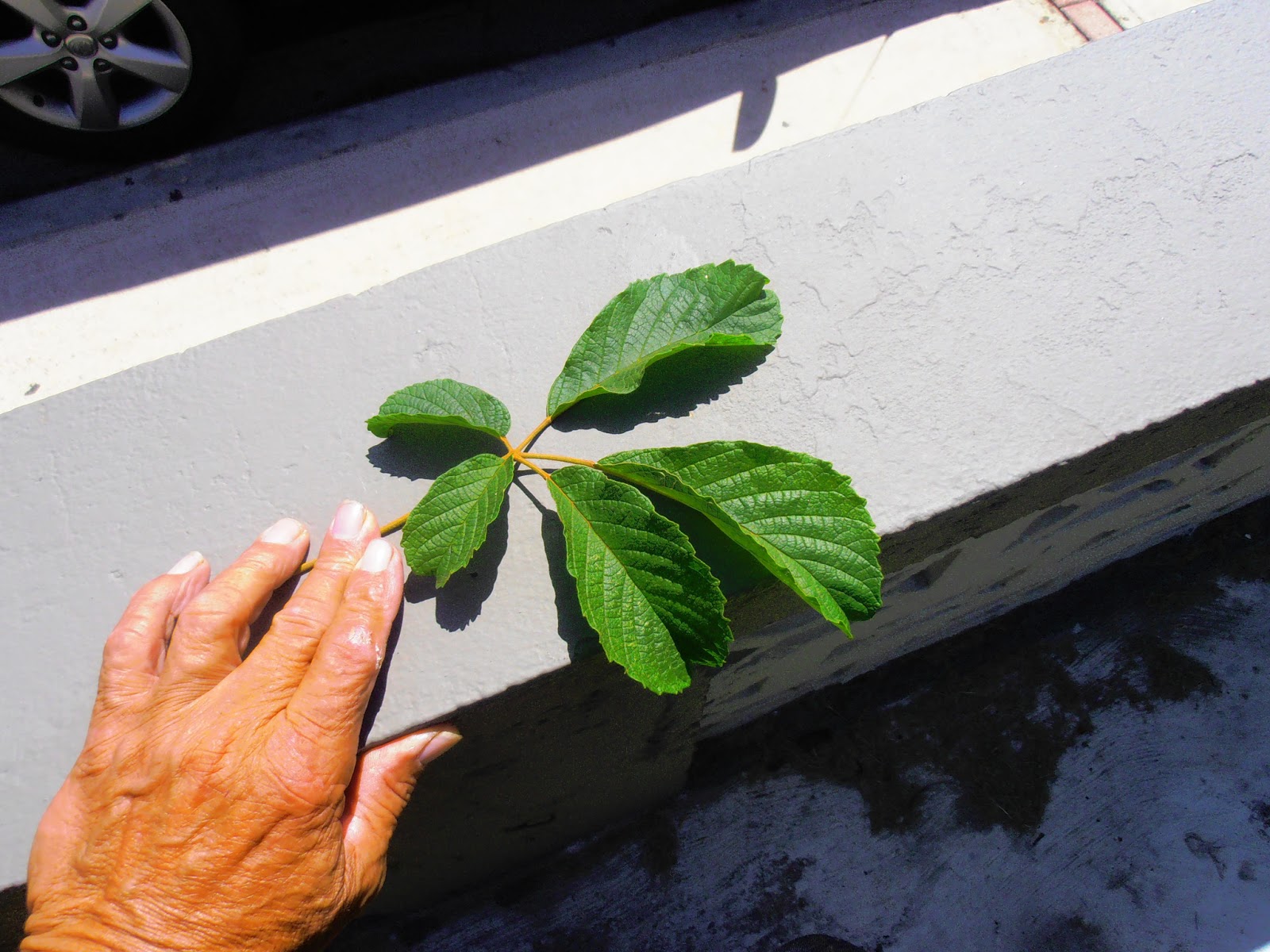 Flora de Puerto Rico Ilustrada Papo Vives: BIGNONIACEAE--Tabebuia ...