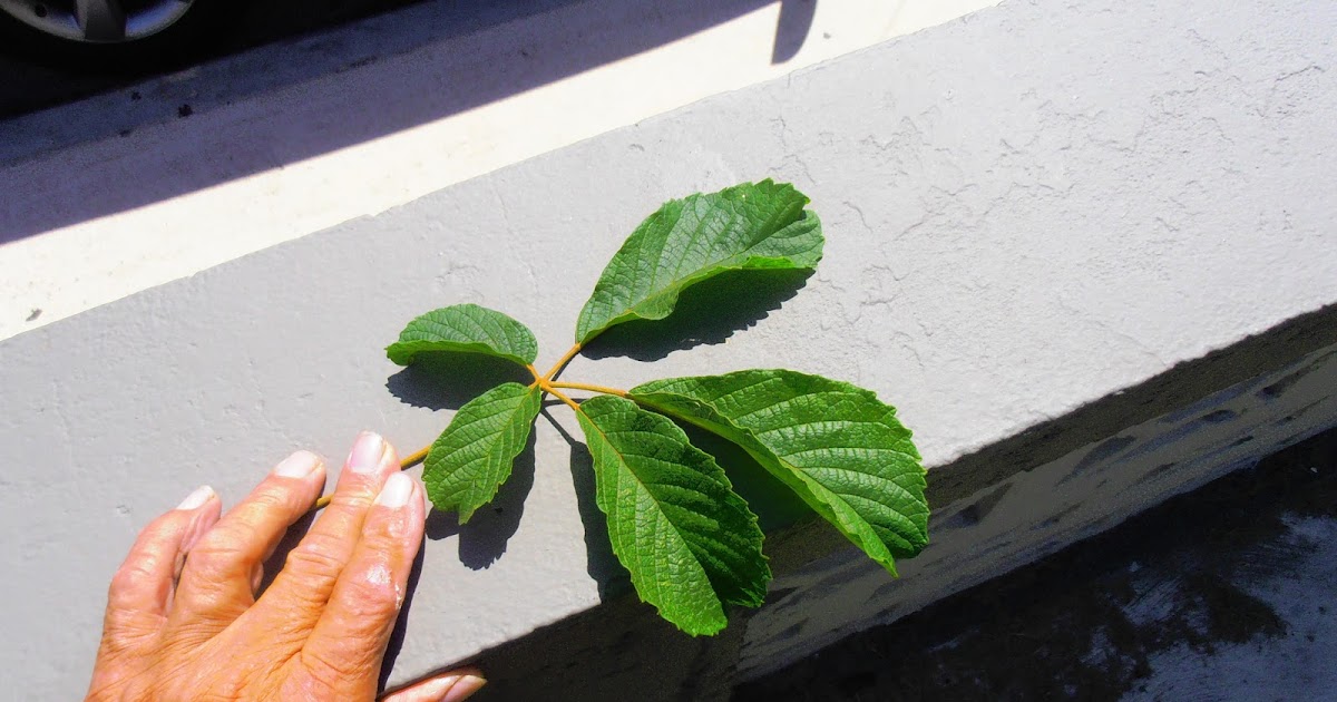 Flora de Puerto Rico Ilustrada Papo Vives: BIGNONIACEAE--Tabebuia ...