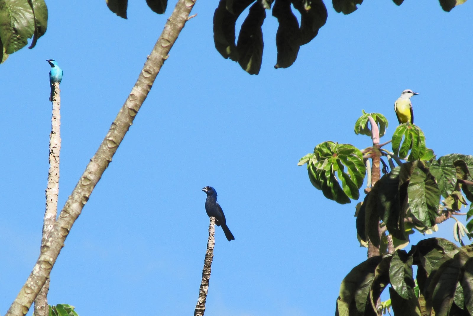 Avifauna da Fazenda Larga: Azulão