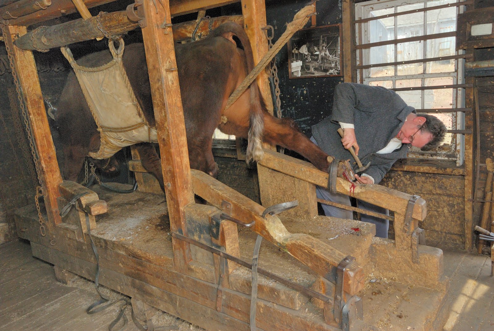 Life at Ross Farm: Spring time means ox shoeing