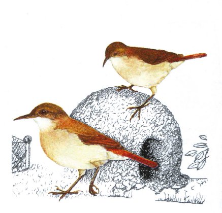 Zona de leyendas: La leyenda del hornero