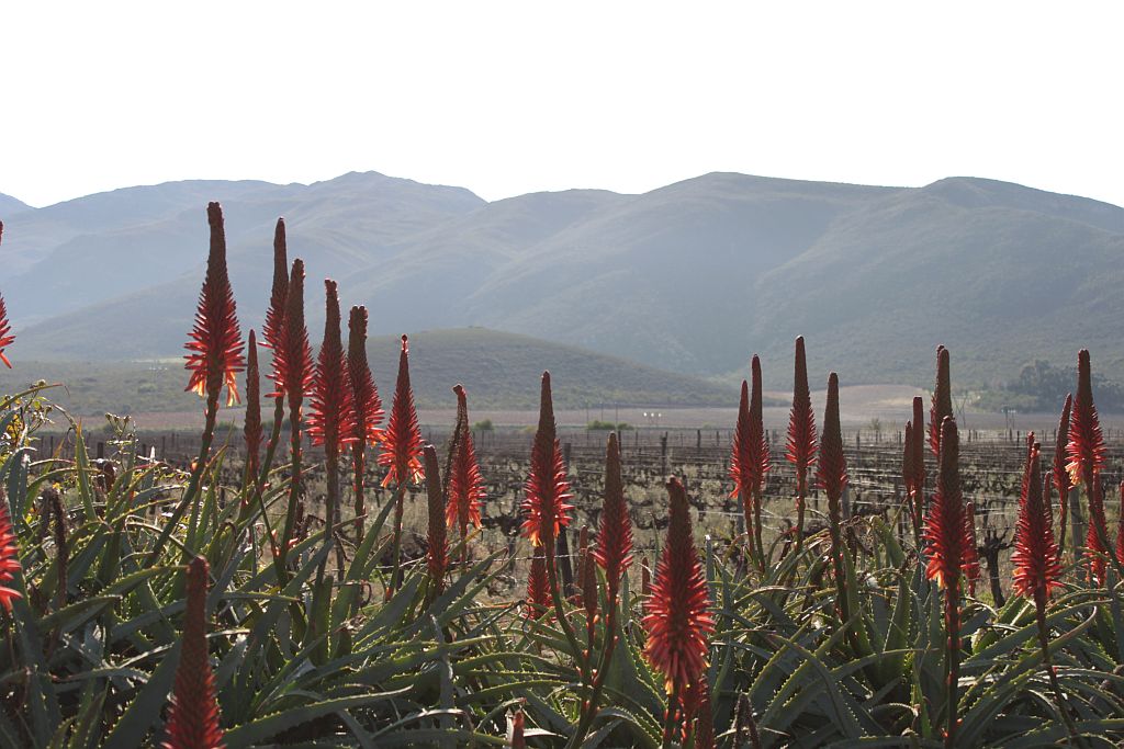 Towerwater Aan De Breede: Ode vir ‘n Rooi Aalwyn