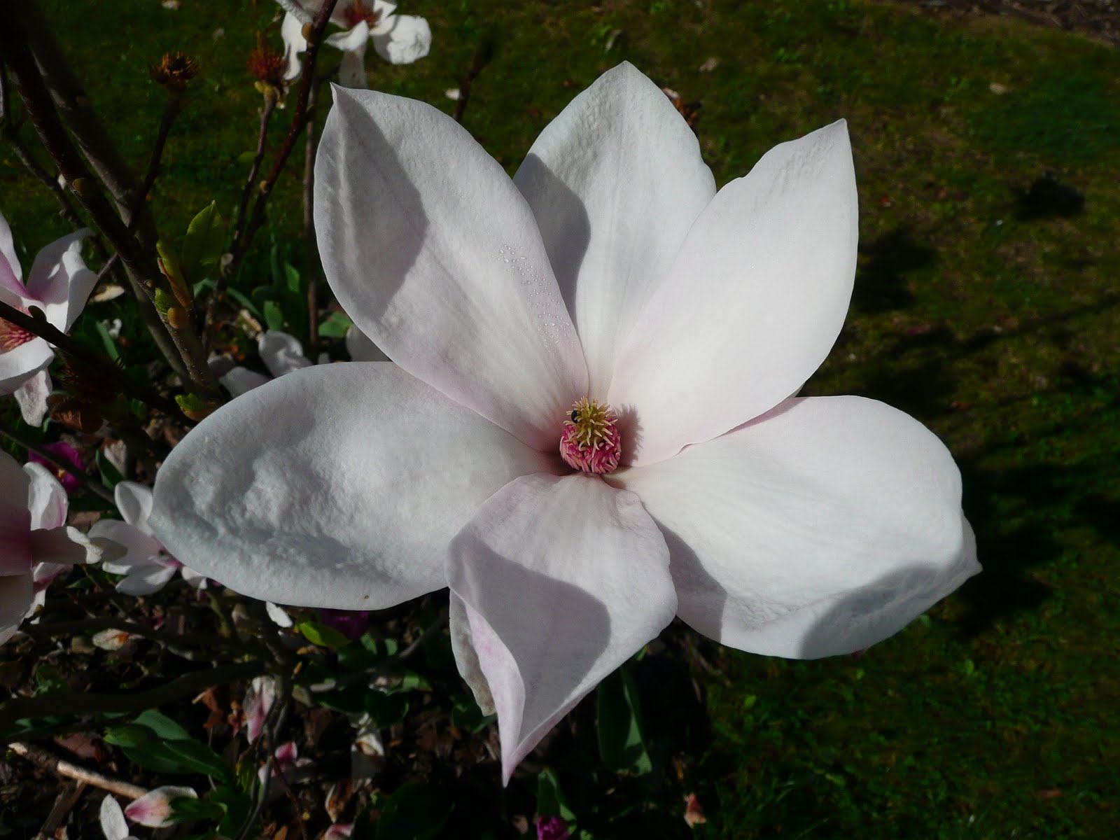 fleur qui commence par s - Idee et astuce de la maison