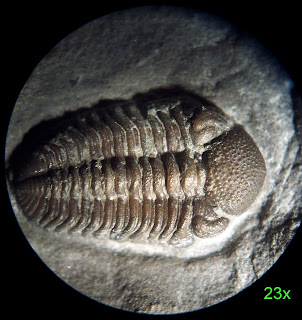 Louisville Fossils and Beyond: Micro Trilobites