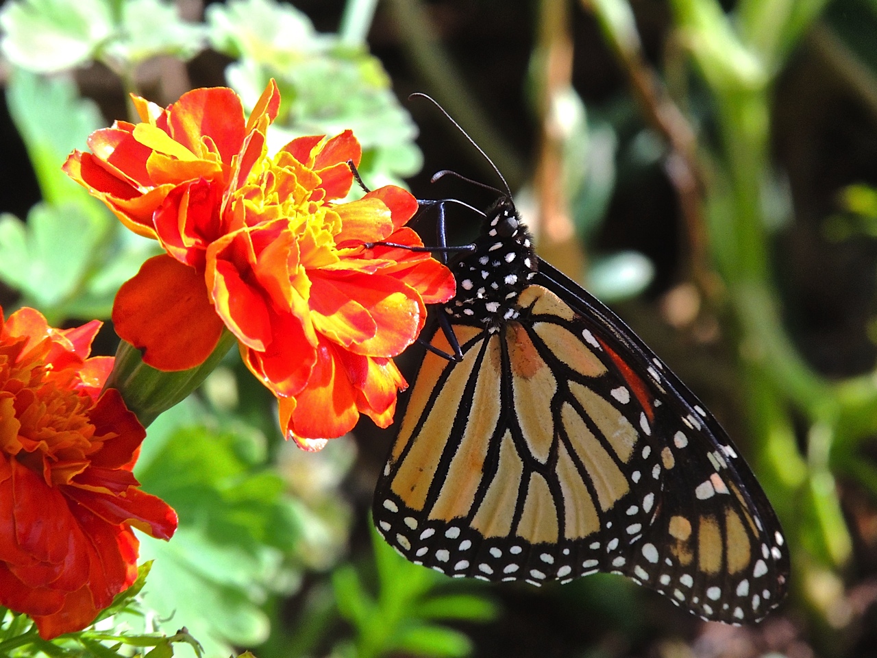 Phoenix Daily Photo: Butterfly Royalty