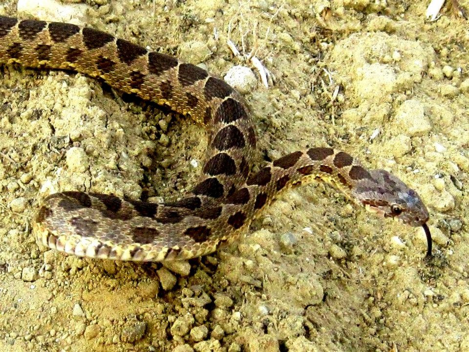 Biodiversity of Cyprus by NGO Protection of the Natural Heritage and ...