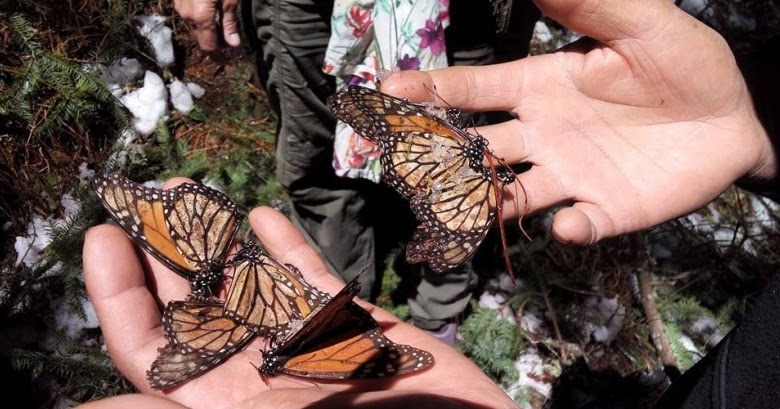 Seemorerocks: Collapse of Monarch butterfly population
