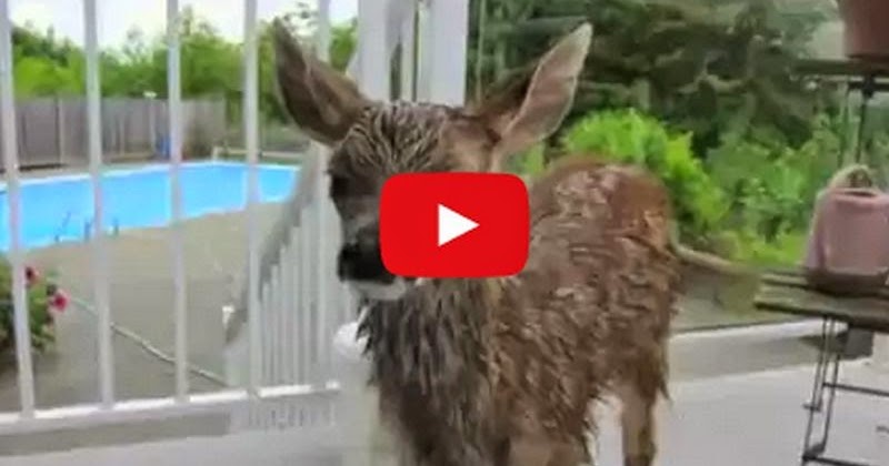 A Fawn Rescue That Will Touch Your Heart - SIMPLY BEAUTIFUL!﻿ - Must ...