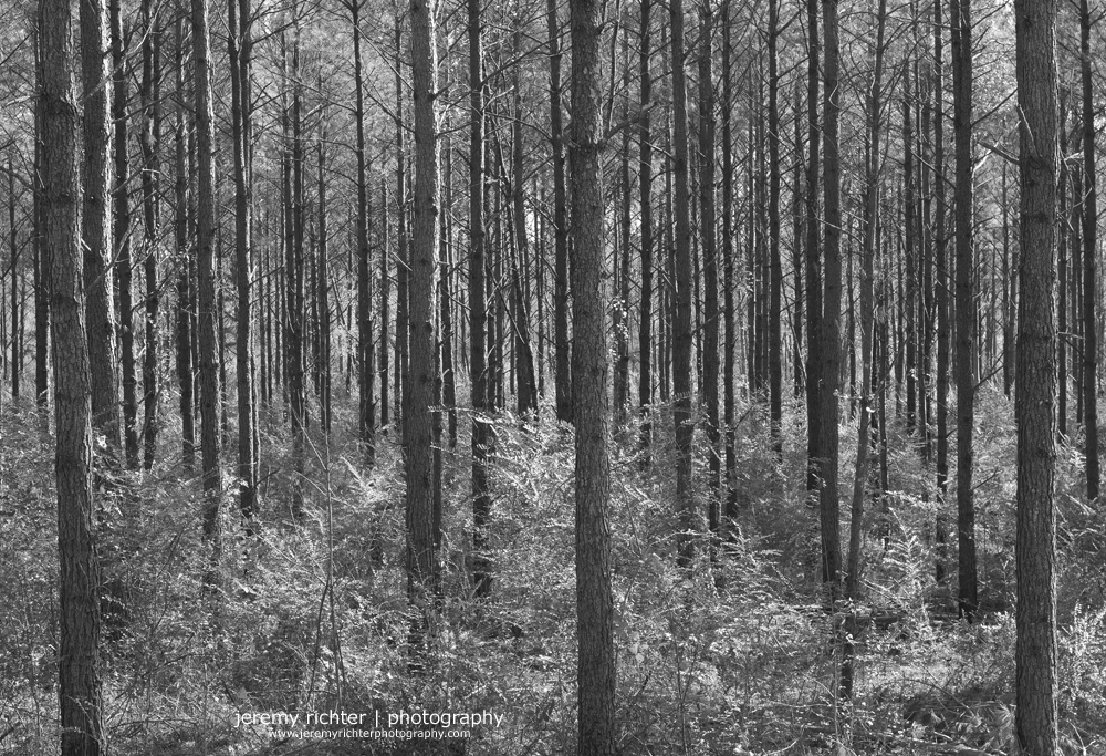 jeremy richter | photography :: blog: Pine Tree Plantation in Blount ...