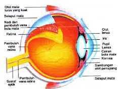 Cara tips merawat kesehatan mata anda | Artikel Cara Tips