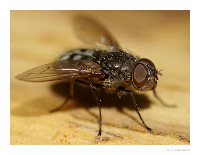 Dictionnaire des animaux du monde:: La mouche domestique: