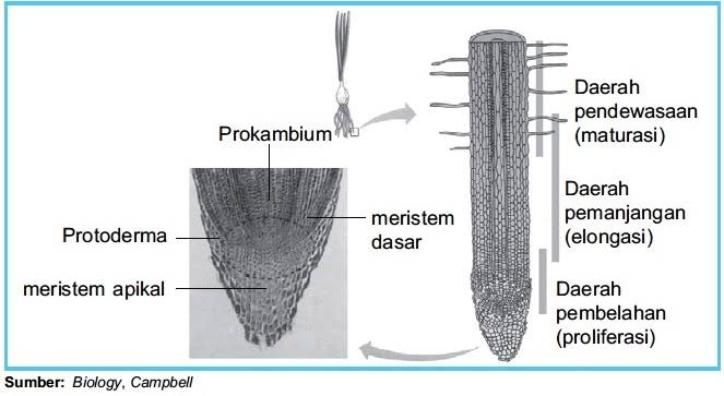 Pengertian Jaringan Meristem Dan Contoh Gambar Lengkap - BLOG PELAJARAN