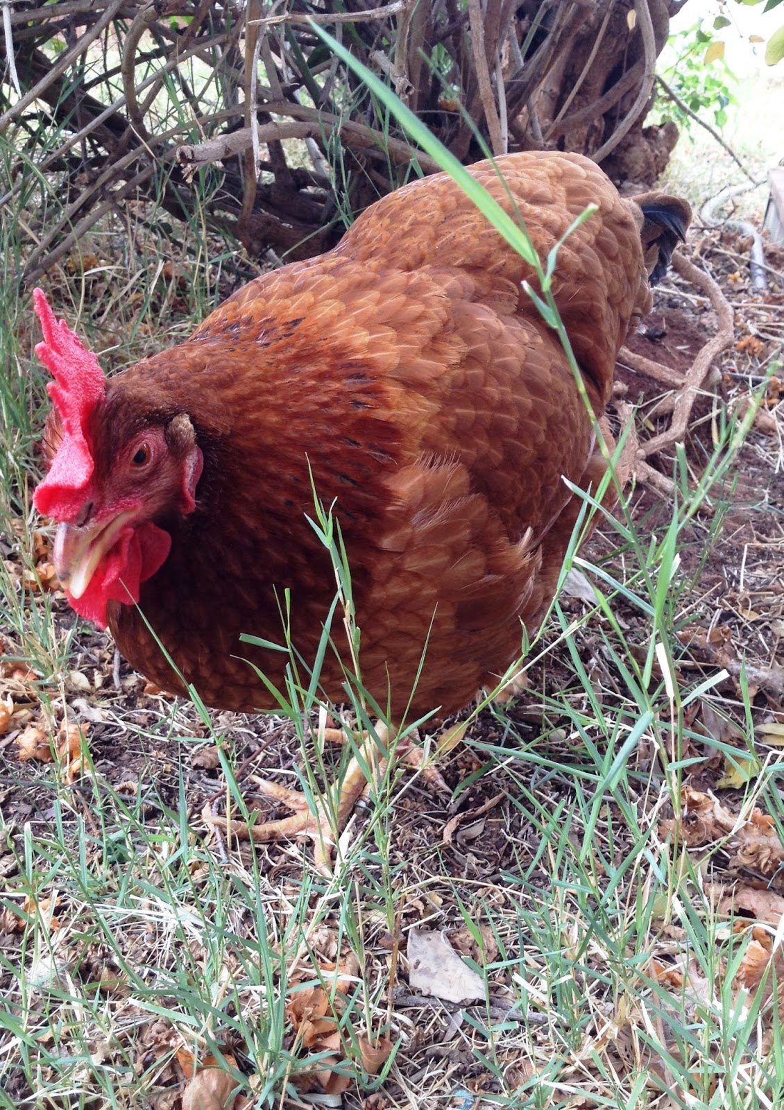 2 Happy Hens: Where's My Snacks?