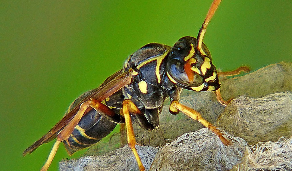 How Paper Was Invented? |MyRokan