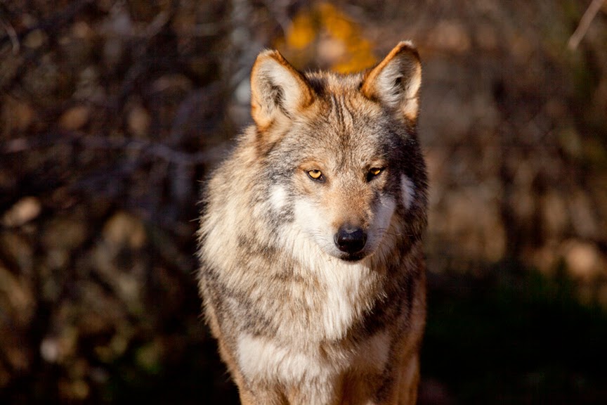 Payson Ponderings: Southwest Wildlife