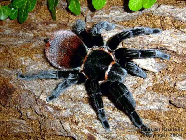 Brachypelma Vagans (Mexican Red Rump Tarantula) ~ Tarantula Hub