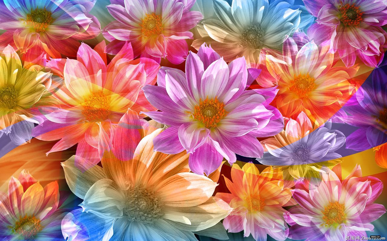 AMAZING WALLPAPER: FLOWER